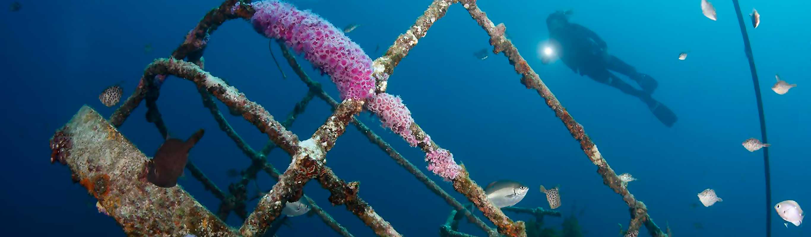 Bookme 50% Off Deals | Things to do in Paihia, Russel, Bay of Islands ...